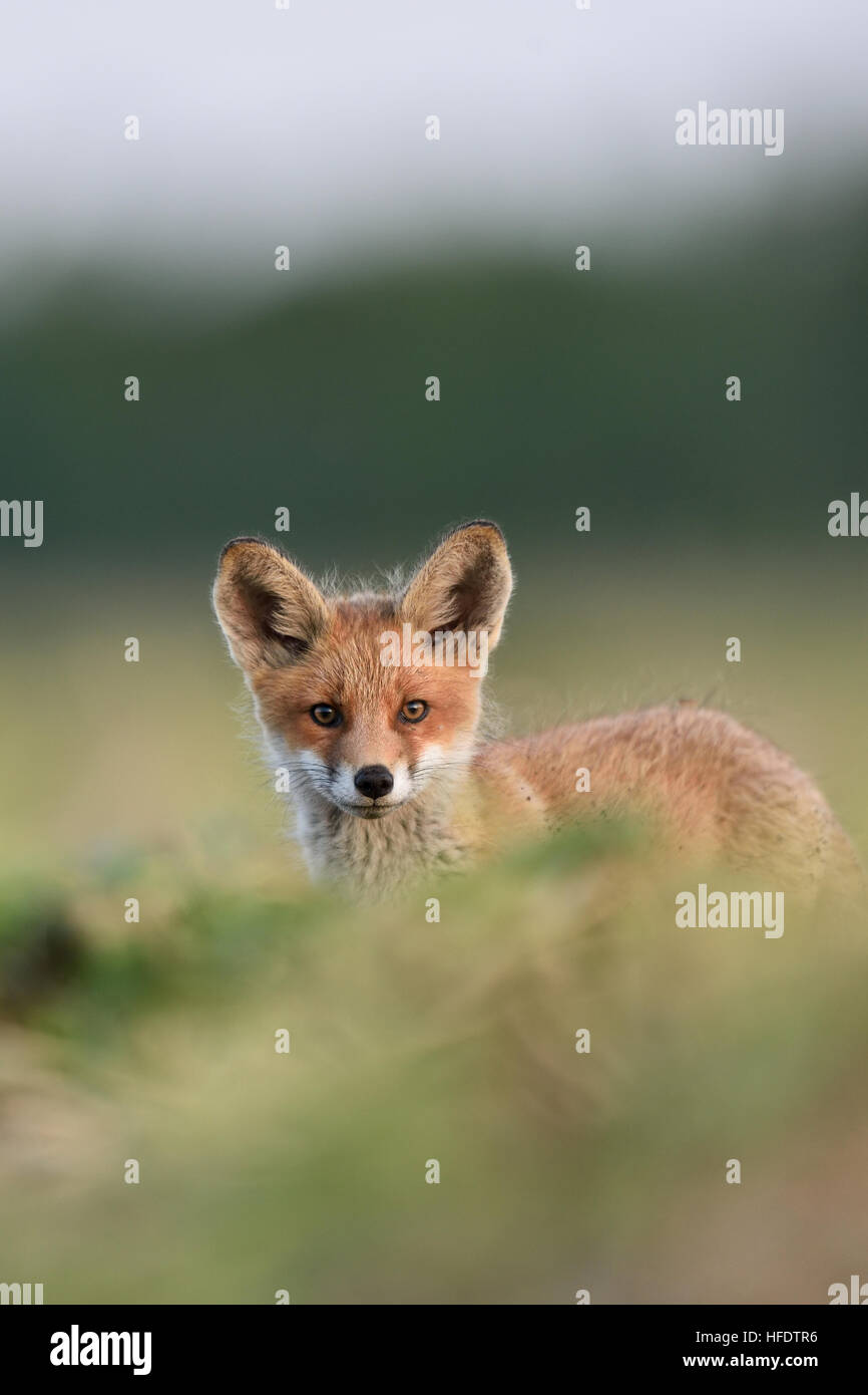 red fox kit portrait. red fox puppy portrait Stock Photo - Alamy