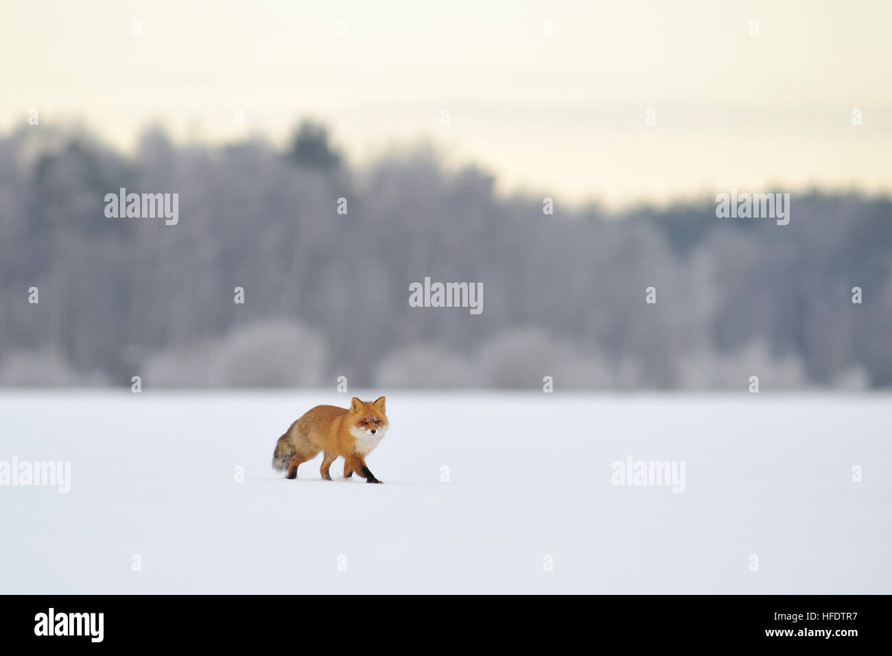 Fox running in winter hi-res stock photography and images - Alamy