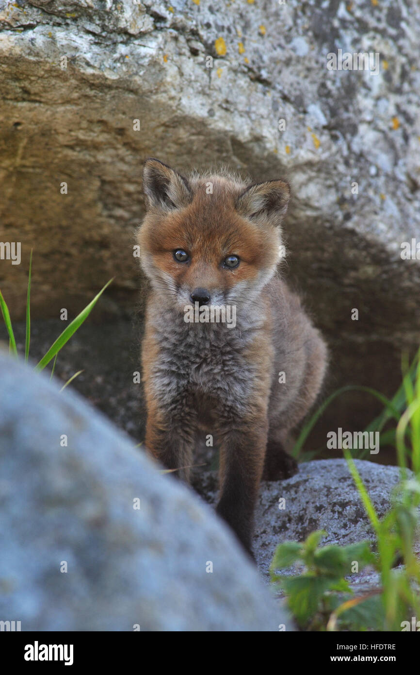 Red fox puppy in its rocky home Stock Photo - Alamy