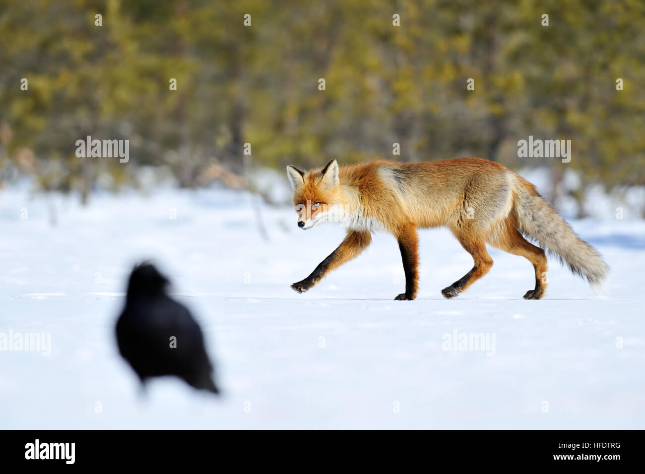 The fox and the raven hi-res stock photography and images - Alamy