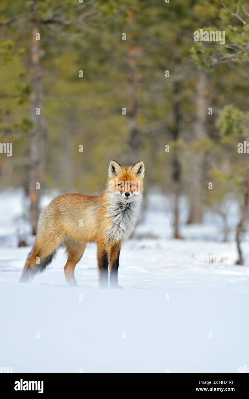 Red fox in winter Stock Photo - Alamy