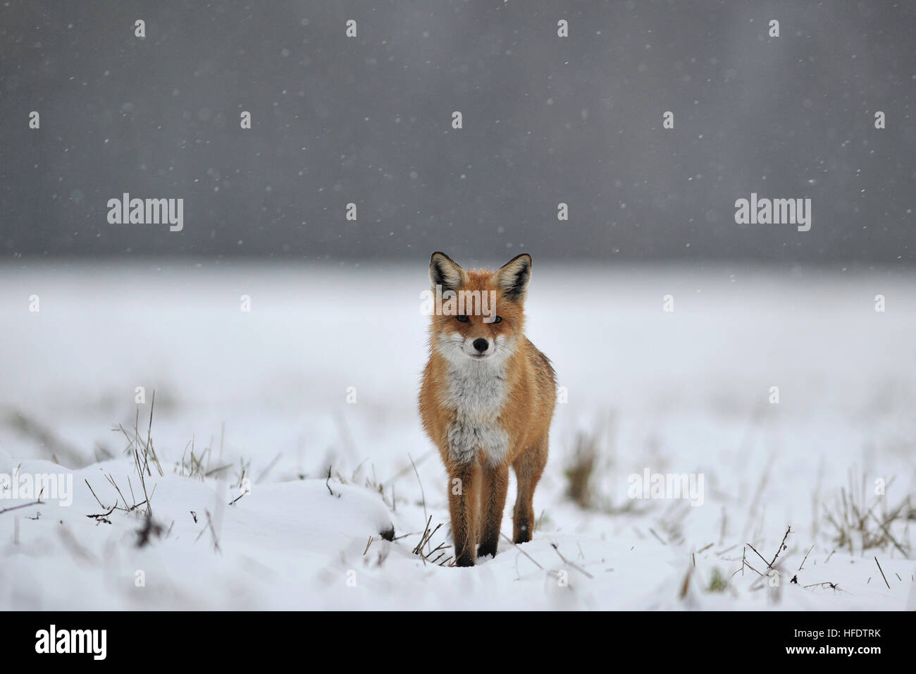 Red fox in the snow Stock Photo - Alamy