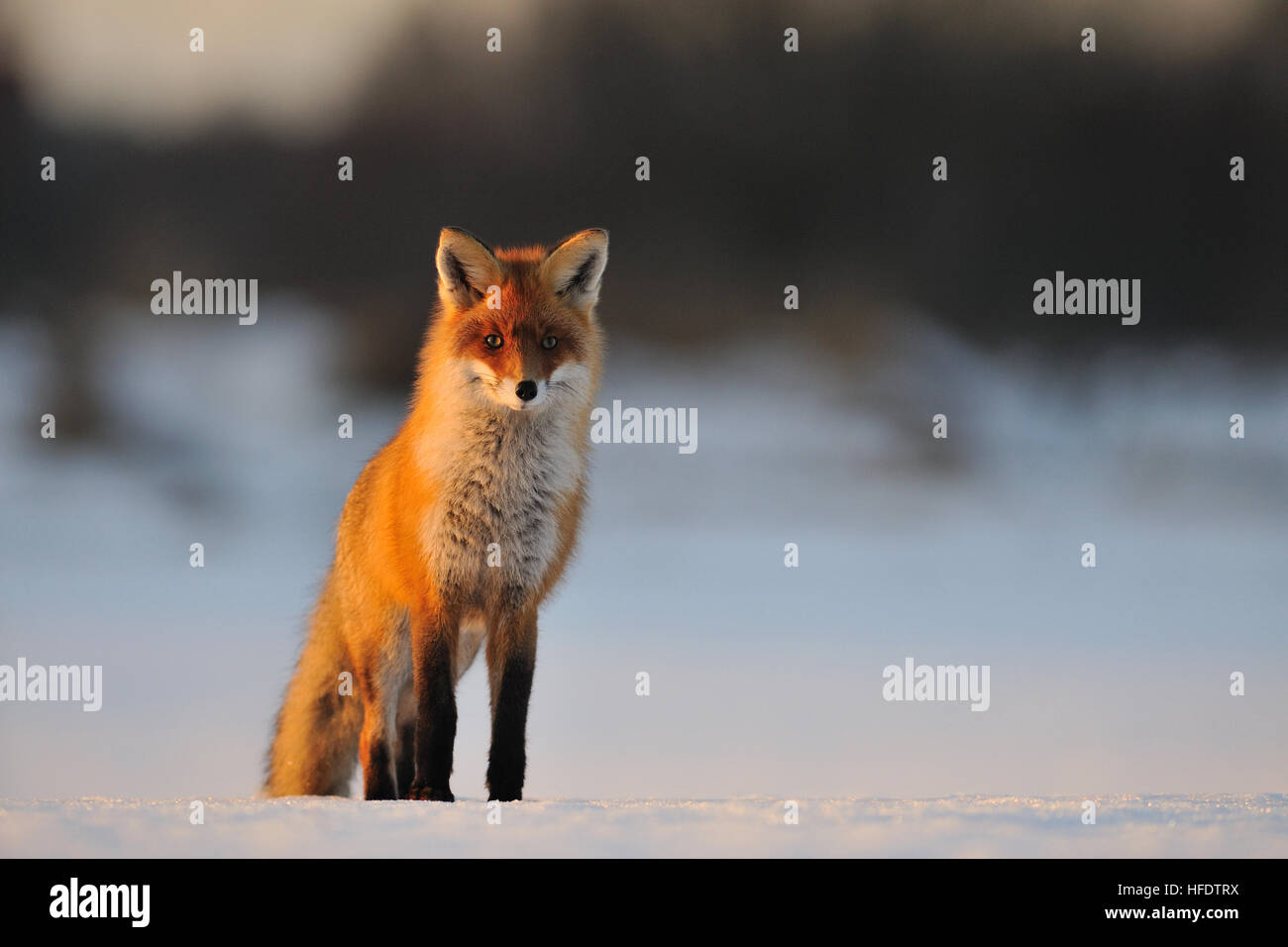 Red fox in winter Stock Photo - Alamy