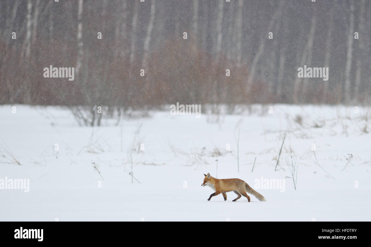 Red fox walking Stock Photo - Alamy