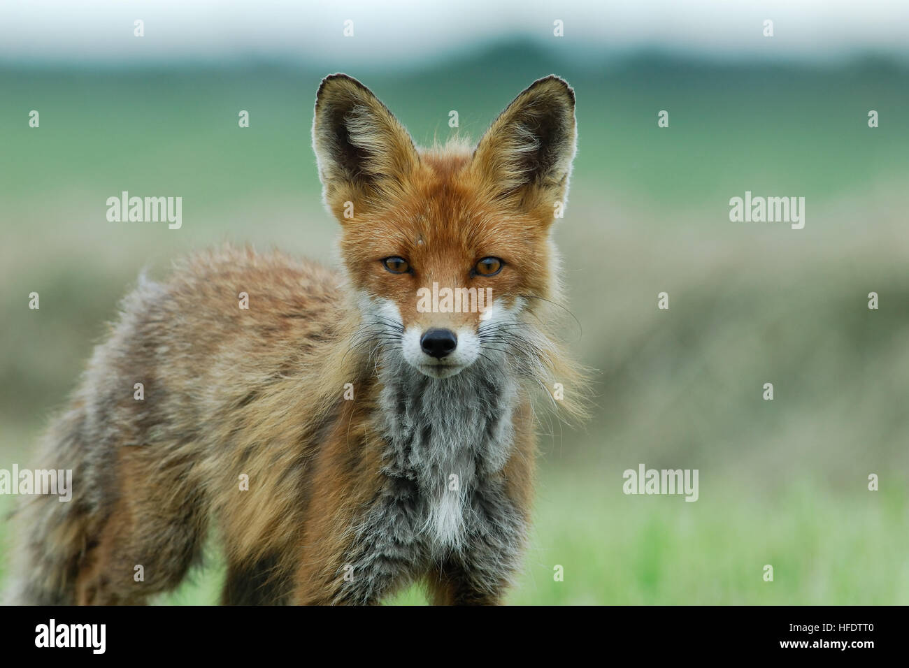 Mousehunter hi-res stock photography and images - Alamy