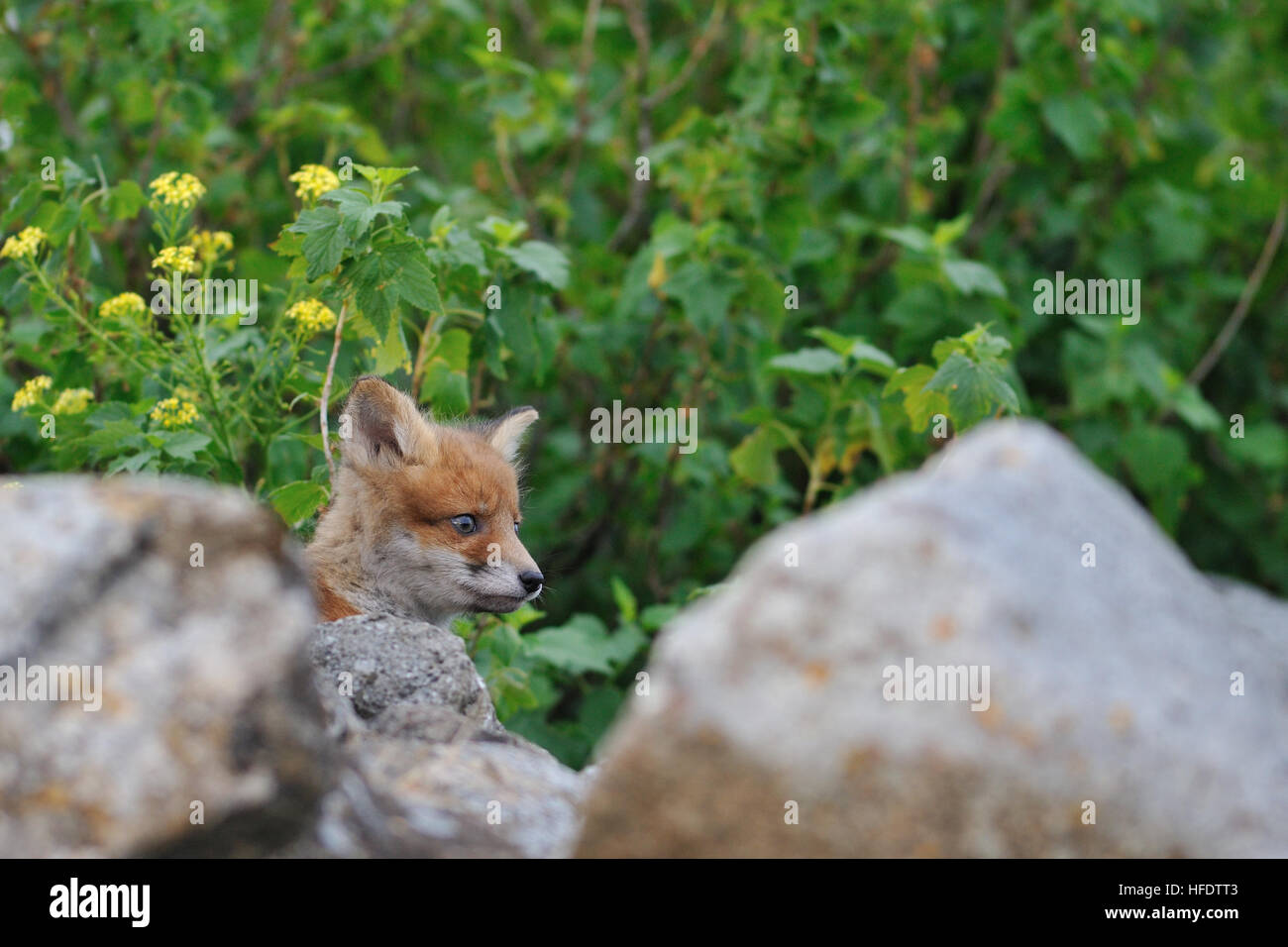 Red Fox puppy behind the rocks Stock Photo - Alamy