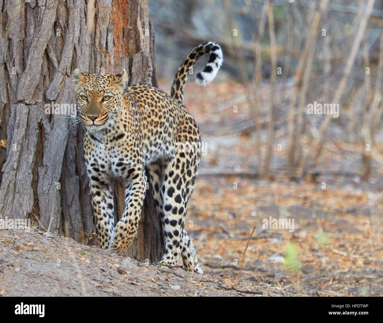 Leopard walking on the tree hi-res stock photography and images - Alamy