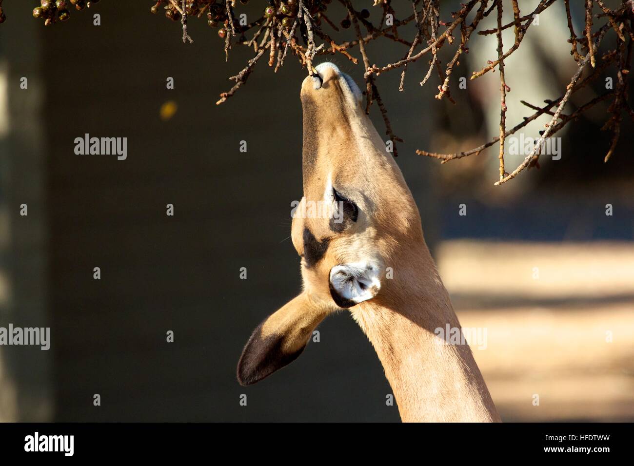 Impala eating tree hi-res stock photography and images - Alamy