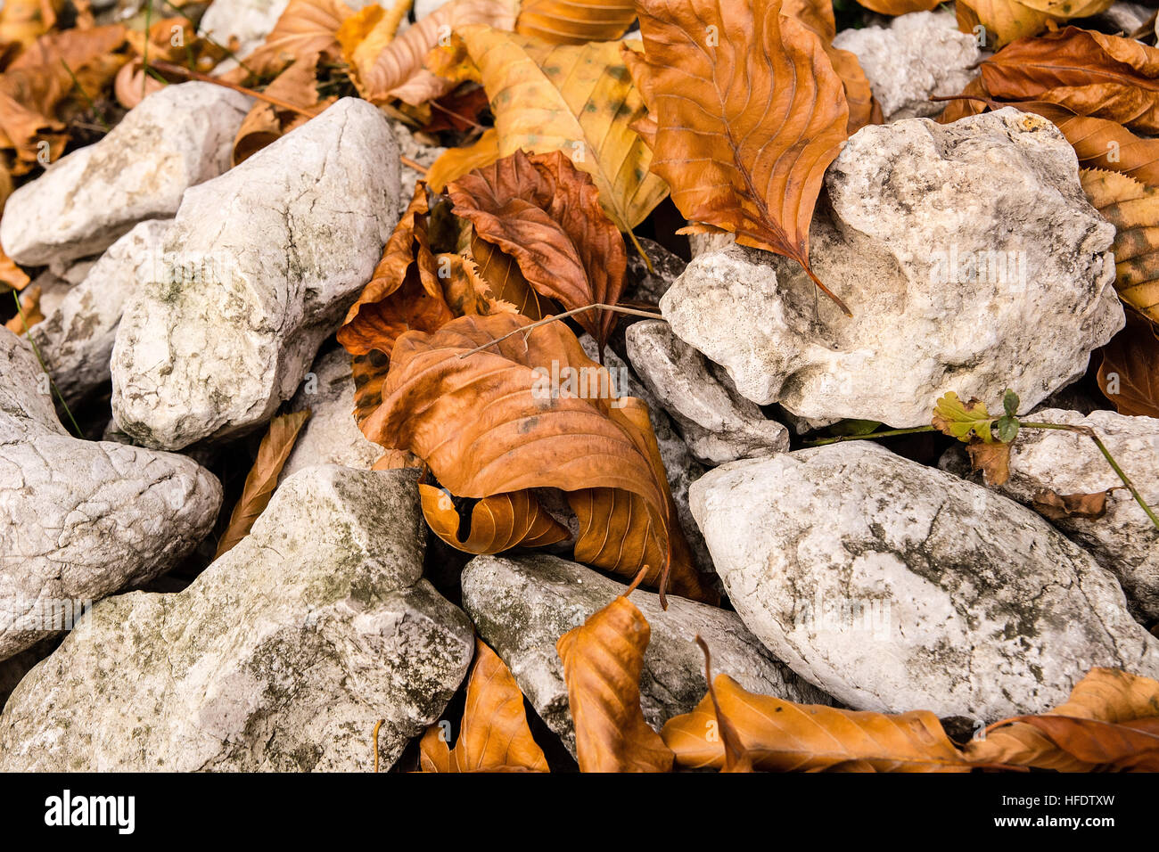 Leaves on rocks hi-res stock photography and images - Alamy