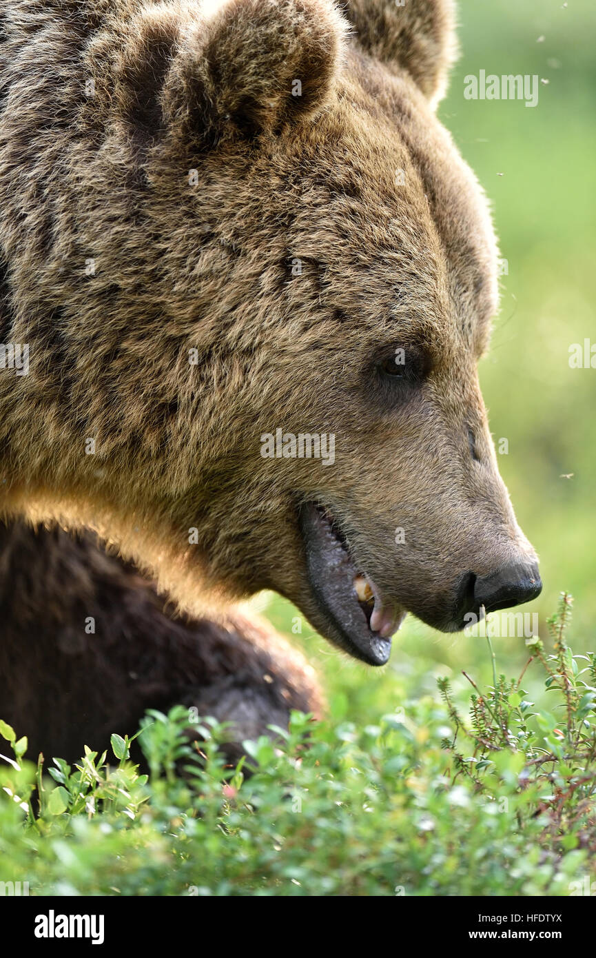 Male grizzly bear face close up hi-res stock photography and images - Alamy