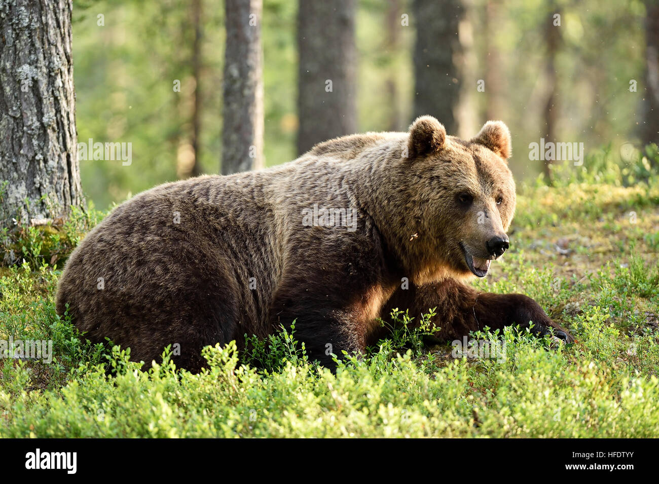 male brown bear in forest Stock Photo - Alamy