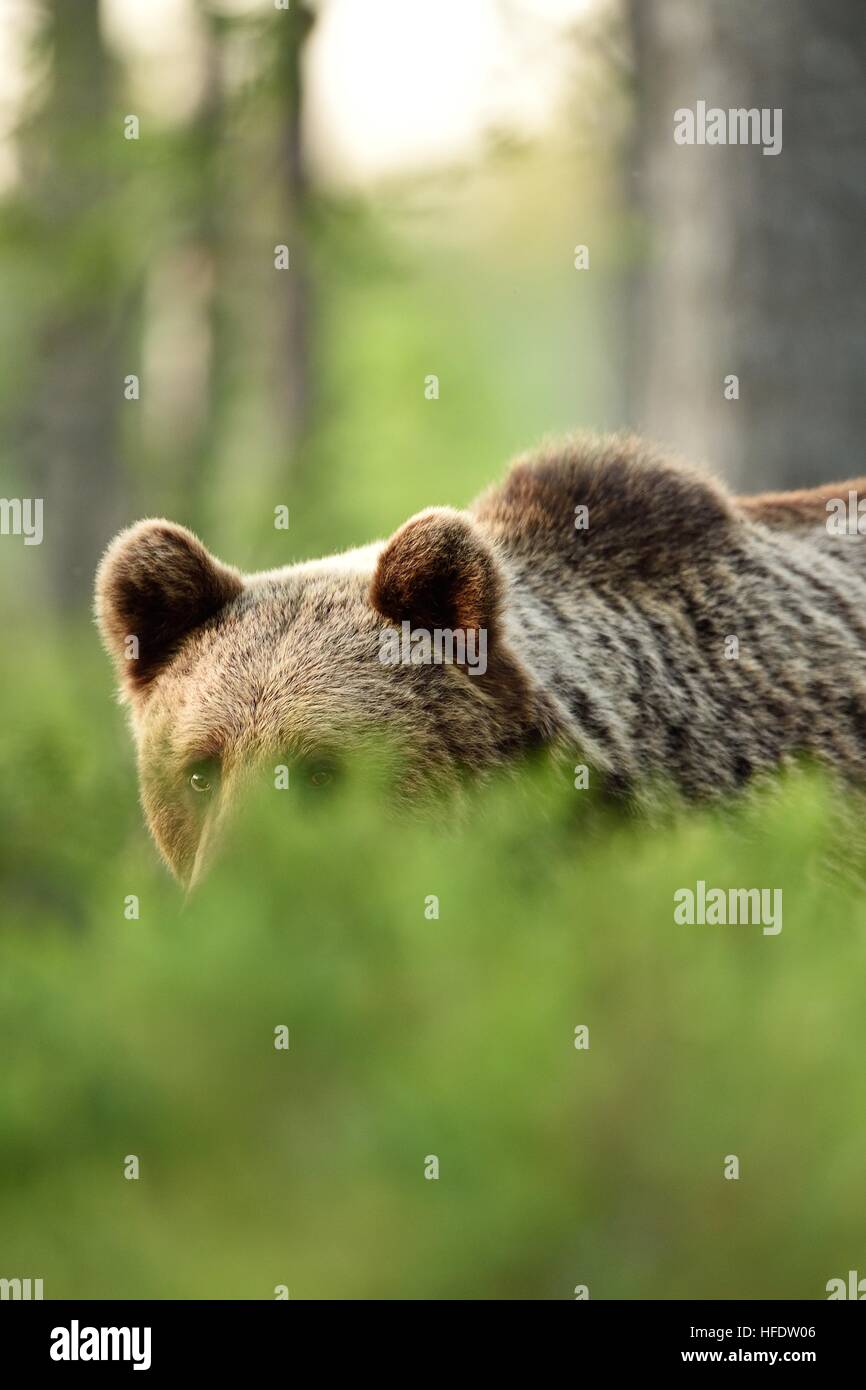 brown bear portrait behind bushes Stock Photo - Alamy