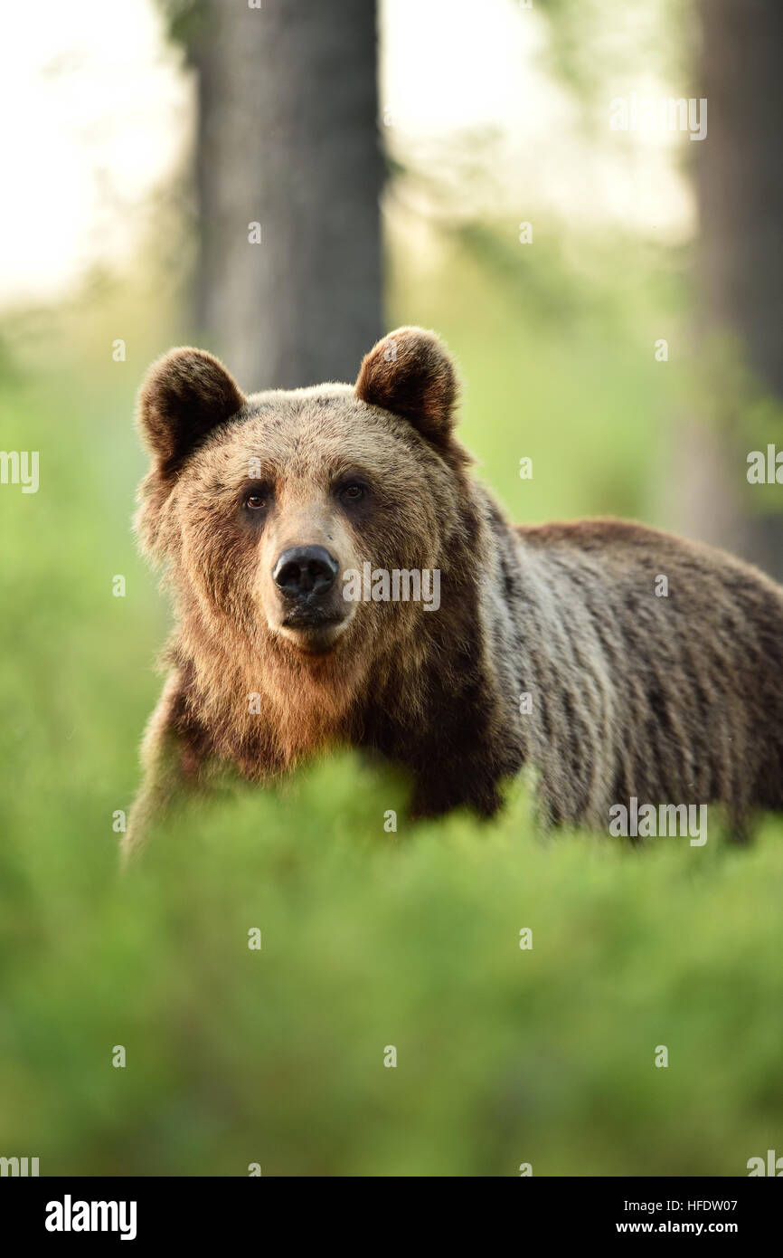 Facing brown bear in forest Stock Photo - Alamy