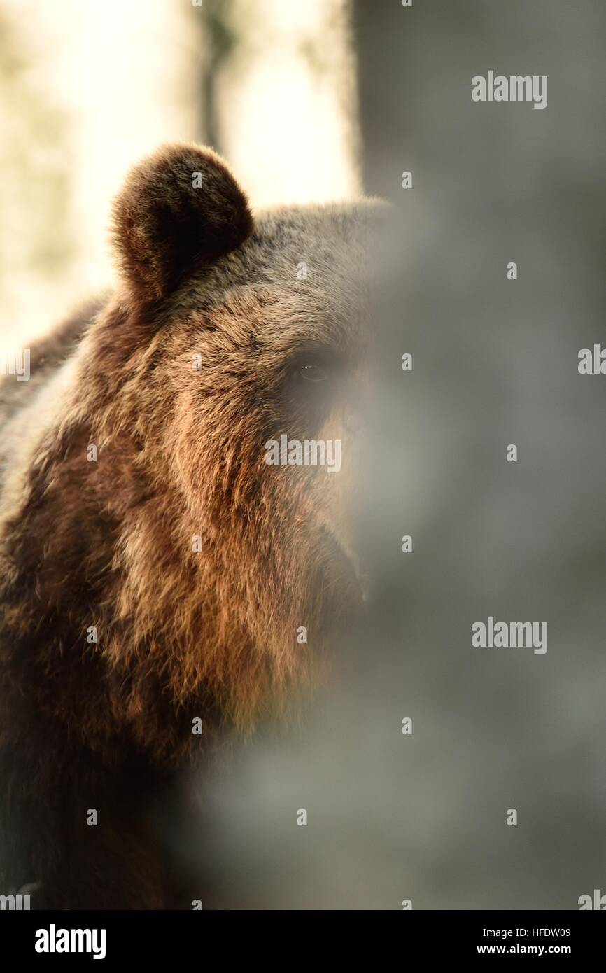Bear behind a tree hi-res stock photography and images - Alamy