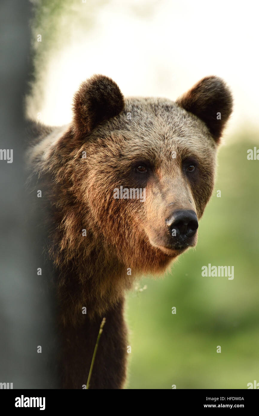 Brown bear portrait in forest at sunset Stock Photo - Alamy