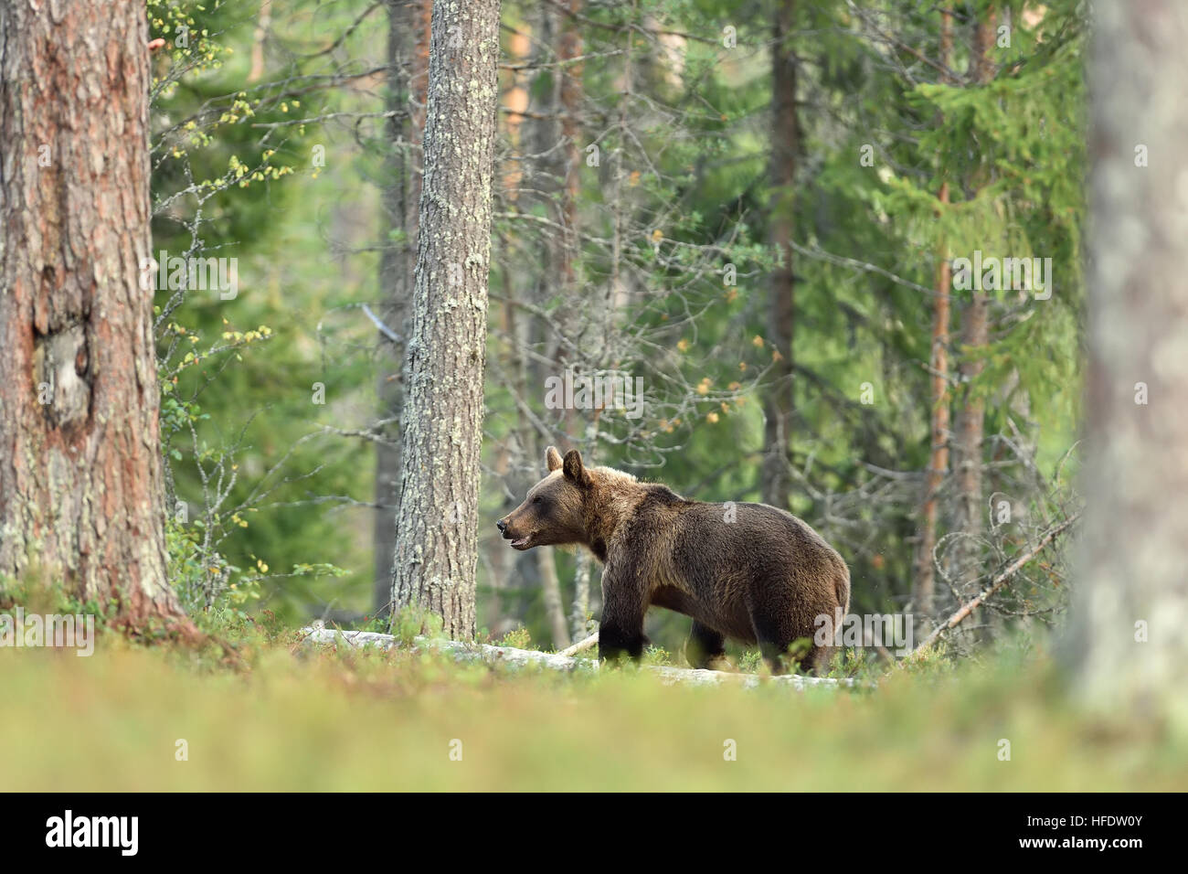 brown bear in forest between trees Stock Photo - Alamy