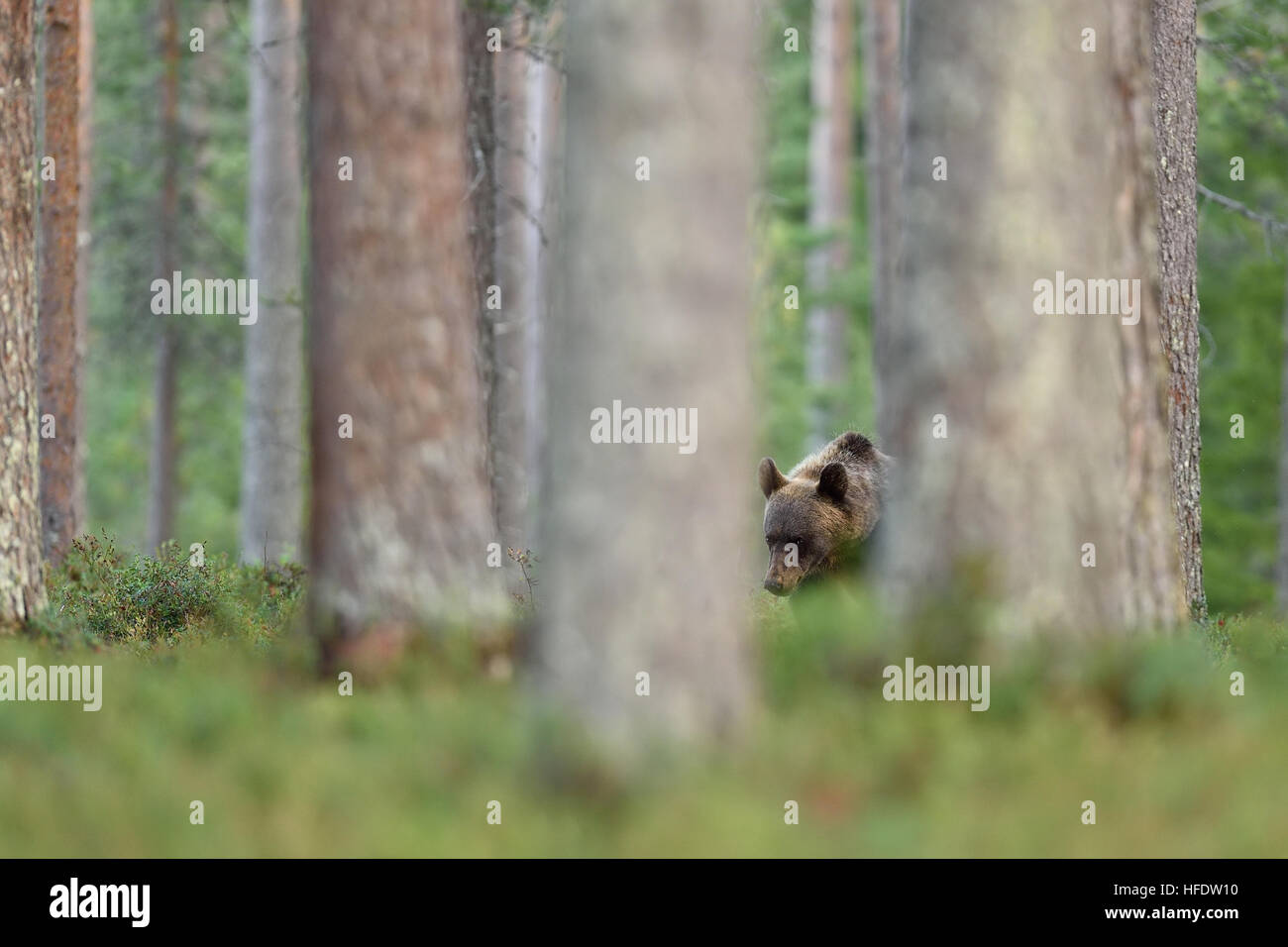 brown bear in forest between trees Stock Photo - Alamy