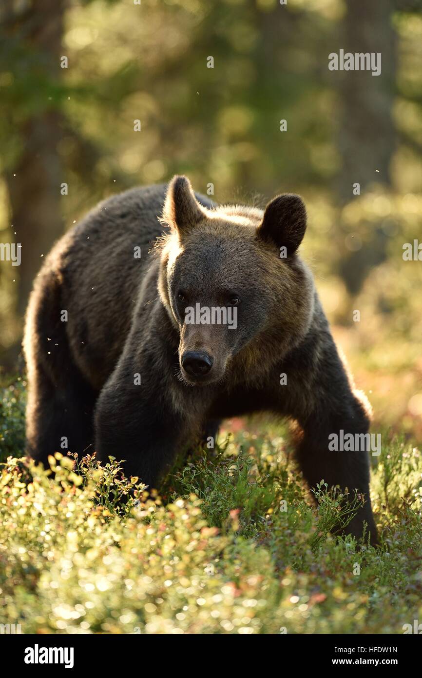 Sunny evening in wild forest hi-res stock photography and images - Alamy