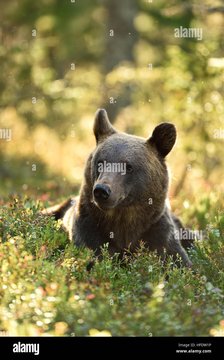 brown bear resting Stock Photo - Alamy