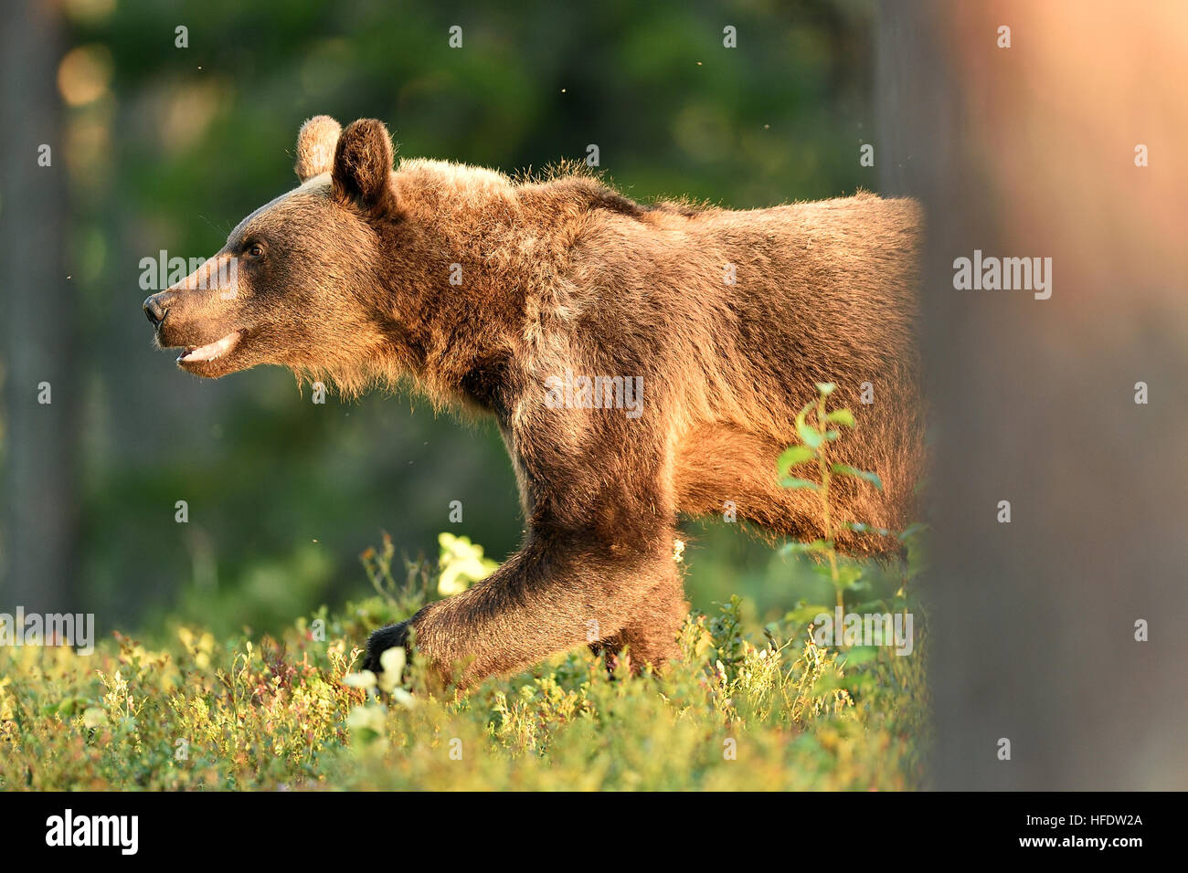 Bear behind tree hi-res stock photography and images - Alamy