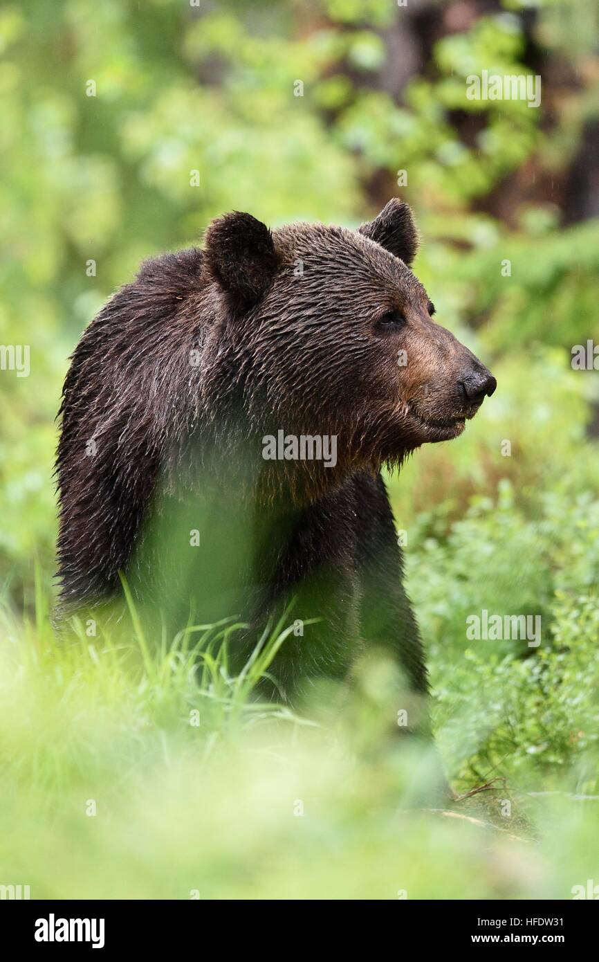 Baltic bear hi-res stock photography and images - Alamy