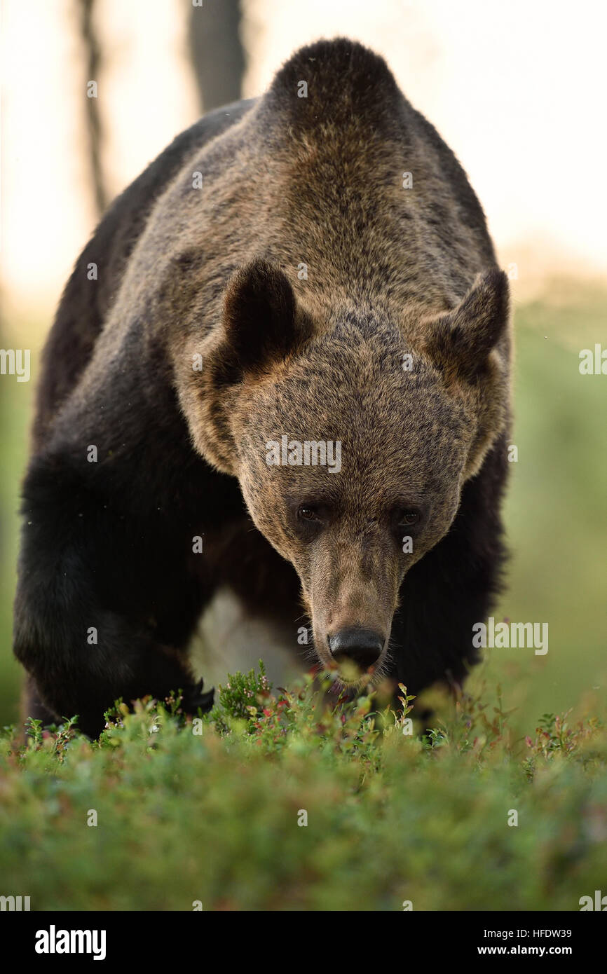 approaching bear. watch out bear Stock Photo - Alamy
