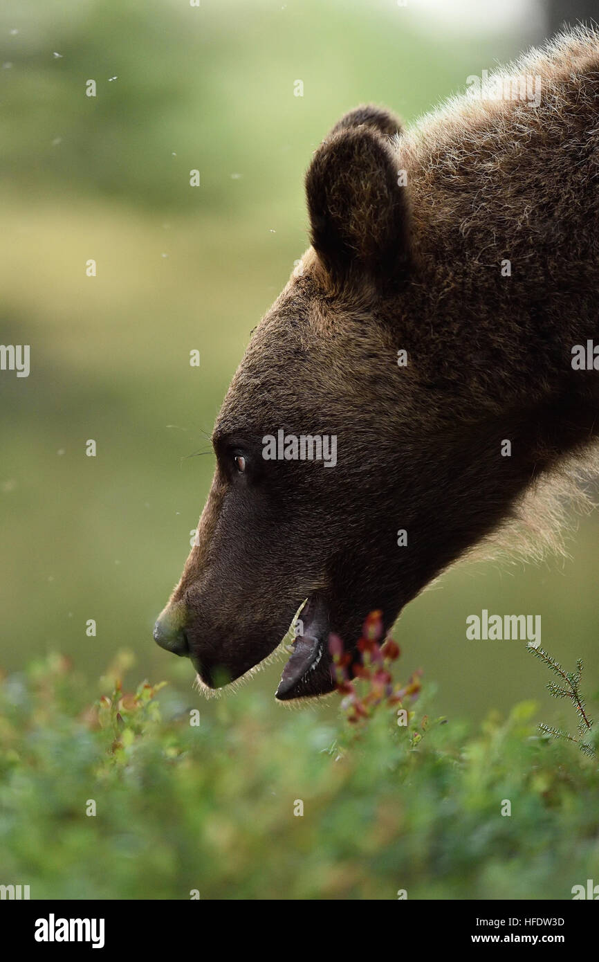 brown bear portrait. side view of brown bear face. brown bear close-up ...