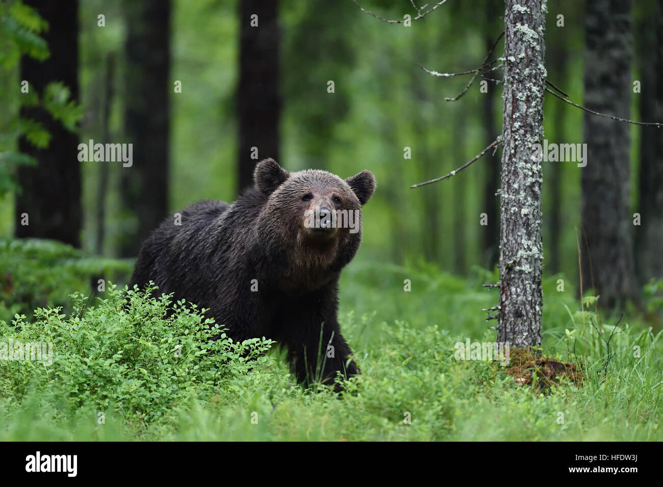 Brown bear in forest Stock Photo - Alamy