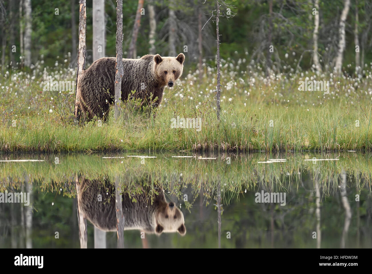 reflection of brown bear. brown bear with reflection Stock Photo - Alamy