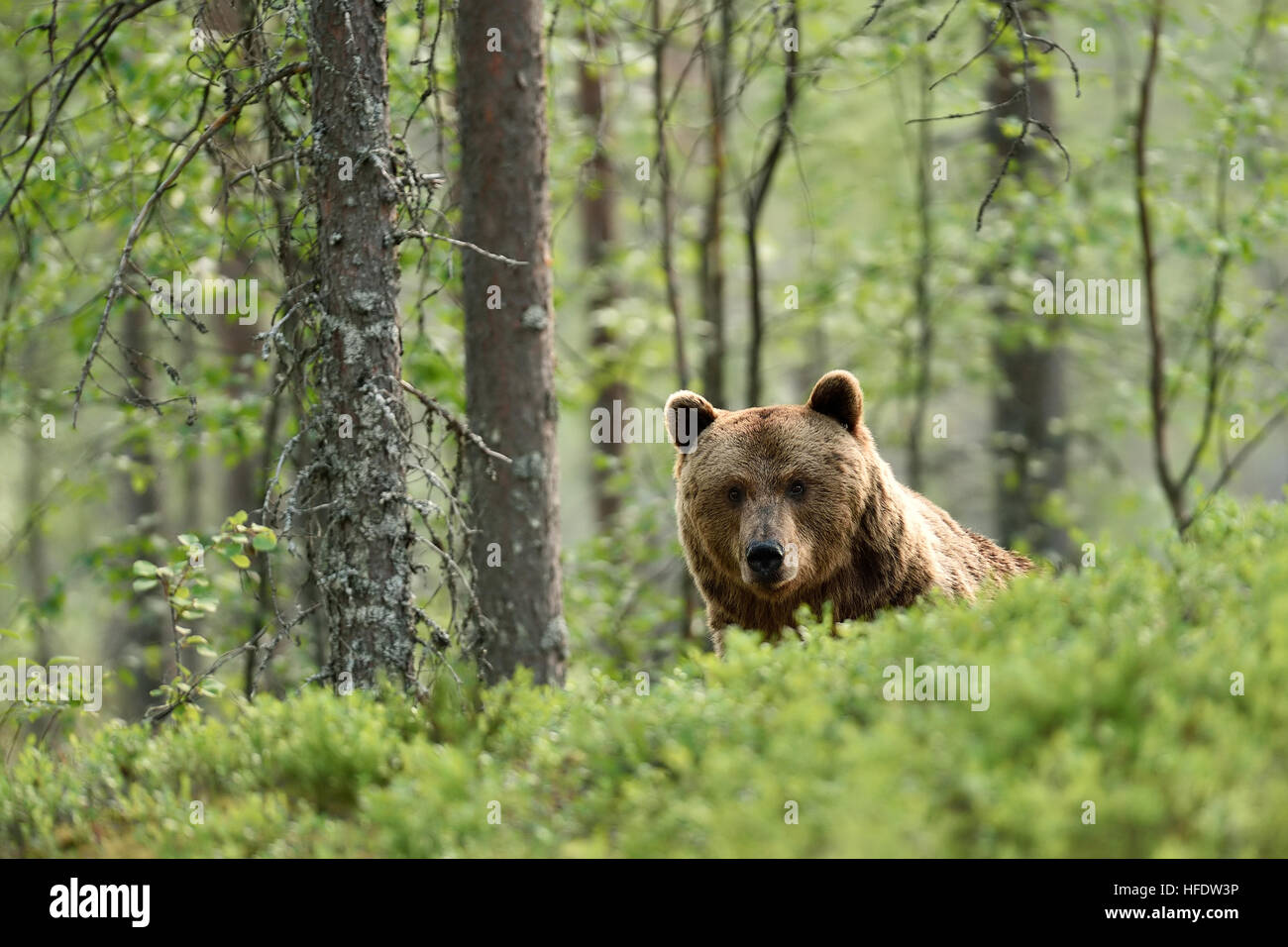 Bear peeking over hill hi-res stock photography and images - Alamy