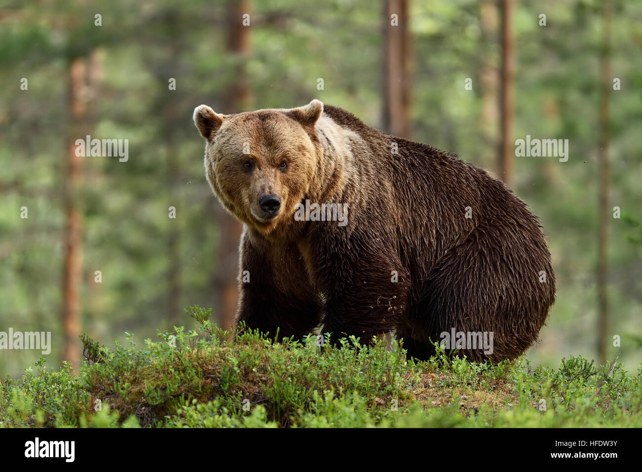 brown bear with forest background Stock Photo - Alamy