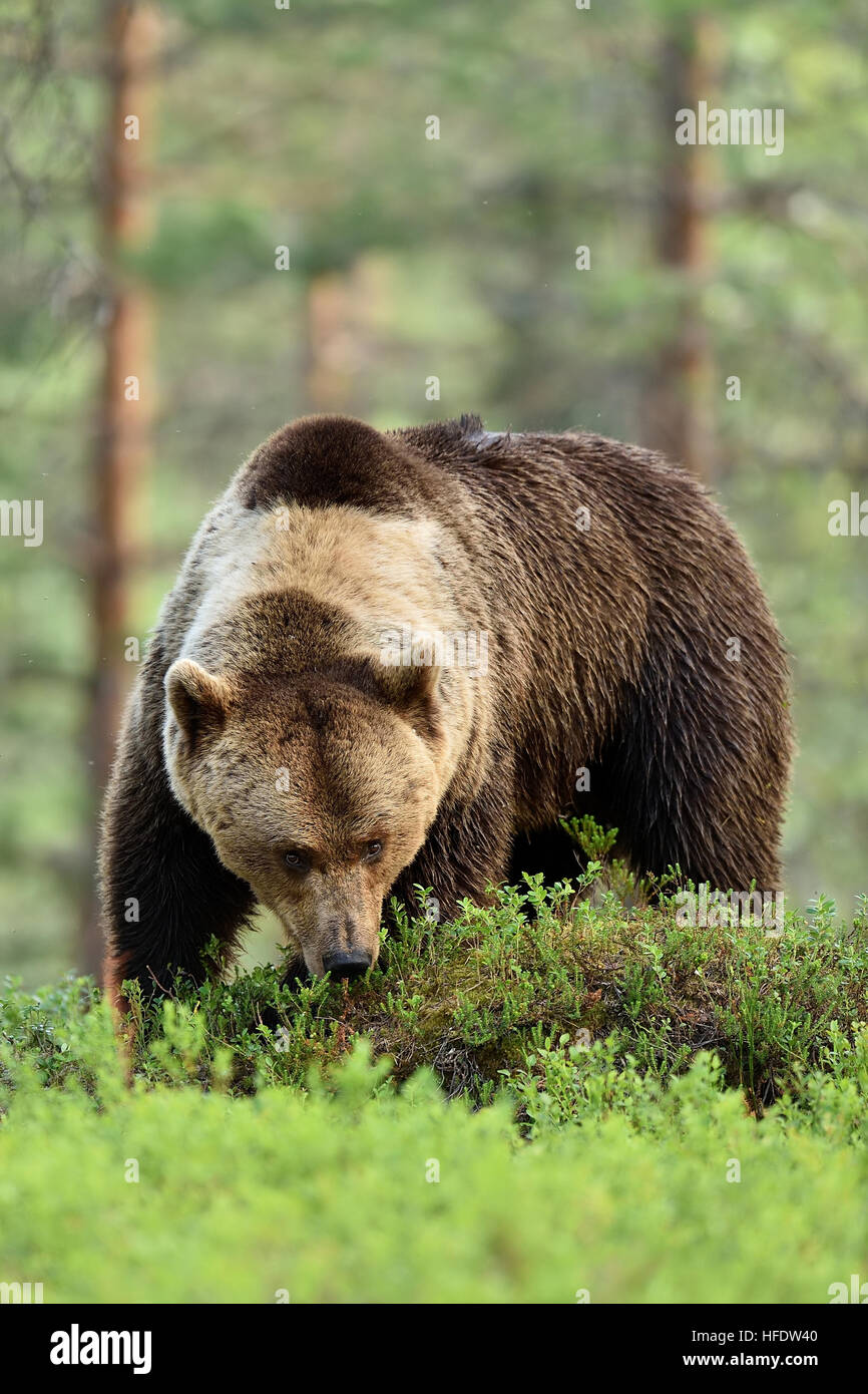 brown bear portrait in forest. big male brown bear Stock Photo - Alamy
