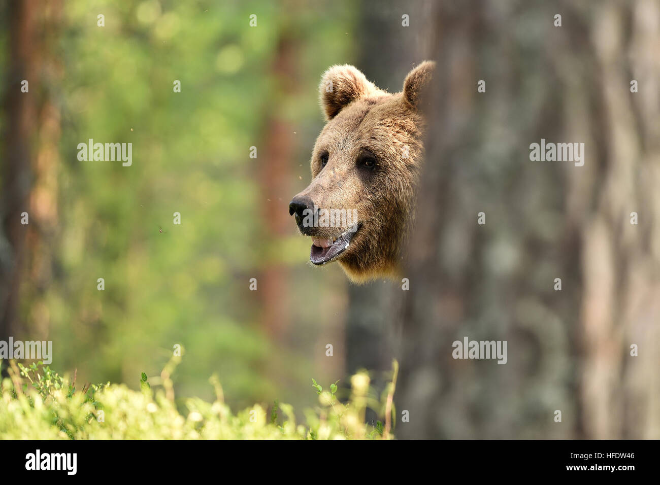 Bear behind a tree hi-res stock photography and images - Alamy