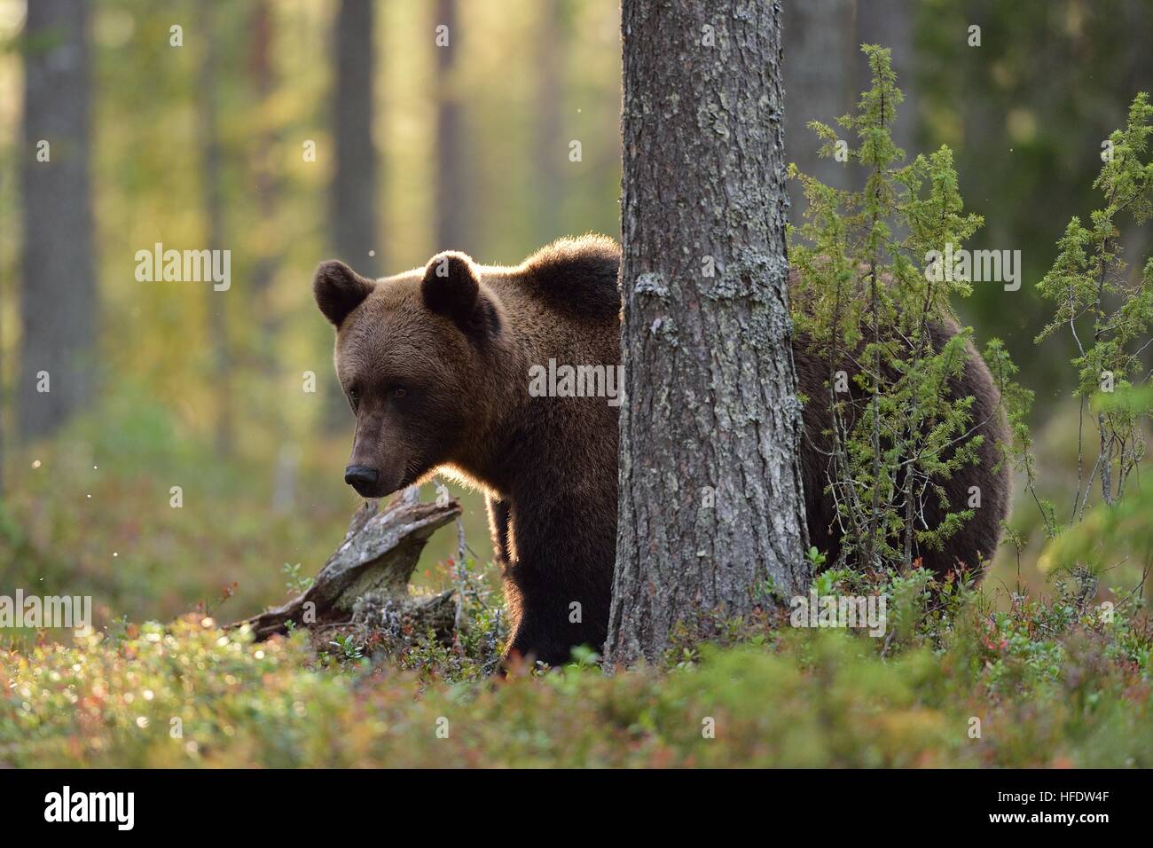 Brown bear in fall hi-res stock photography and images - Alamy