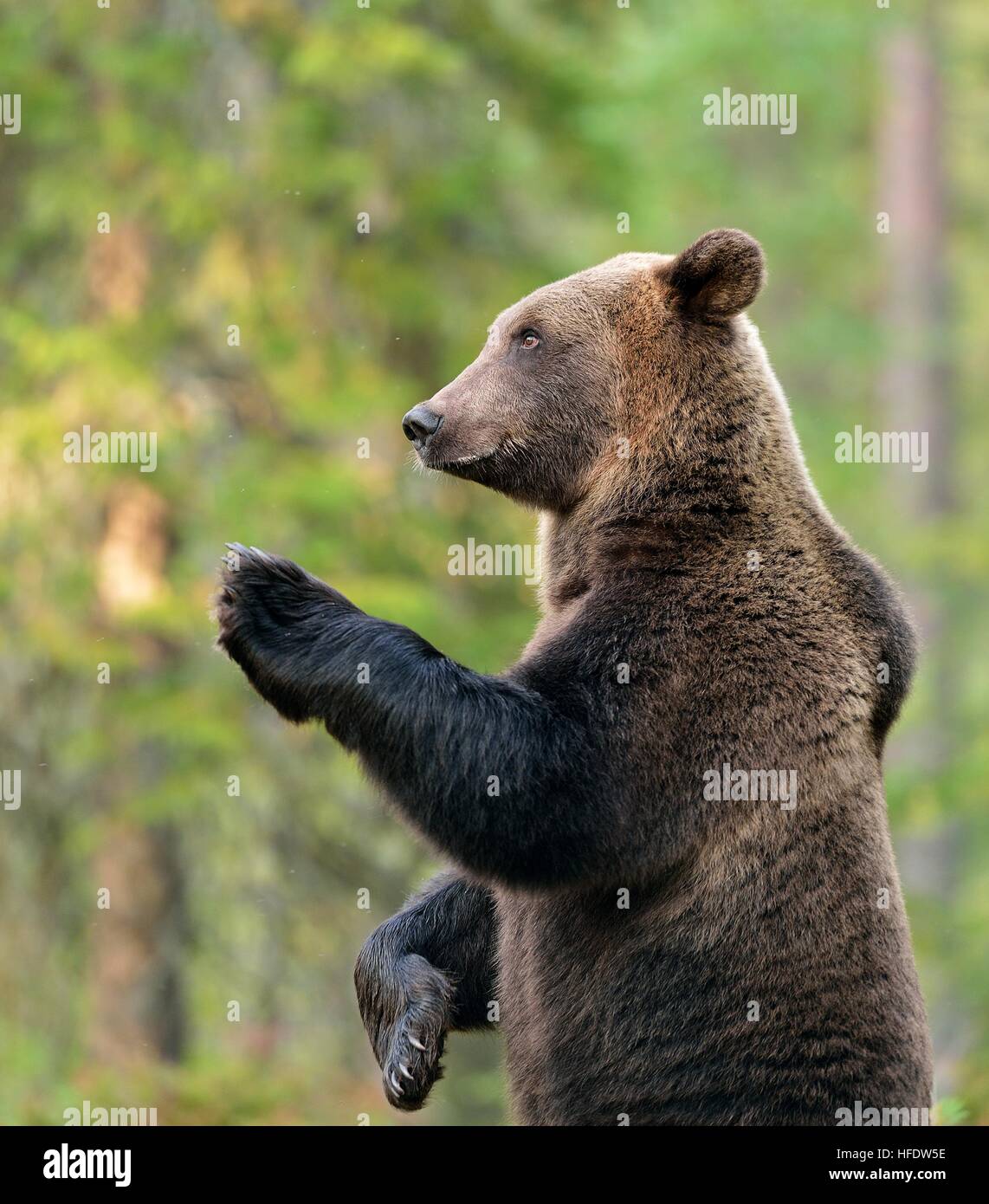 Male standing grizzly bear hi-res stock photography and images - Alamy
