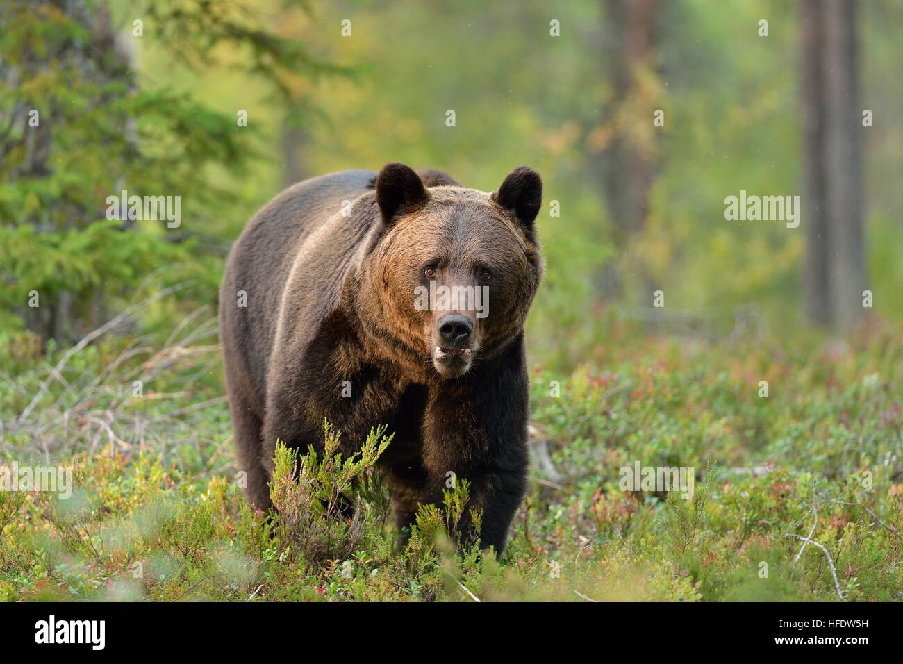 Bear in forest Stock Photo - Alamy