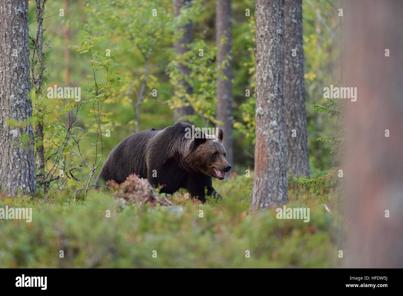Bear walking in forest Stock Photo - Alamy