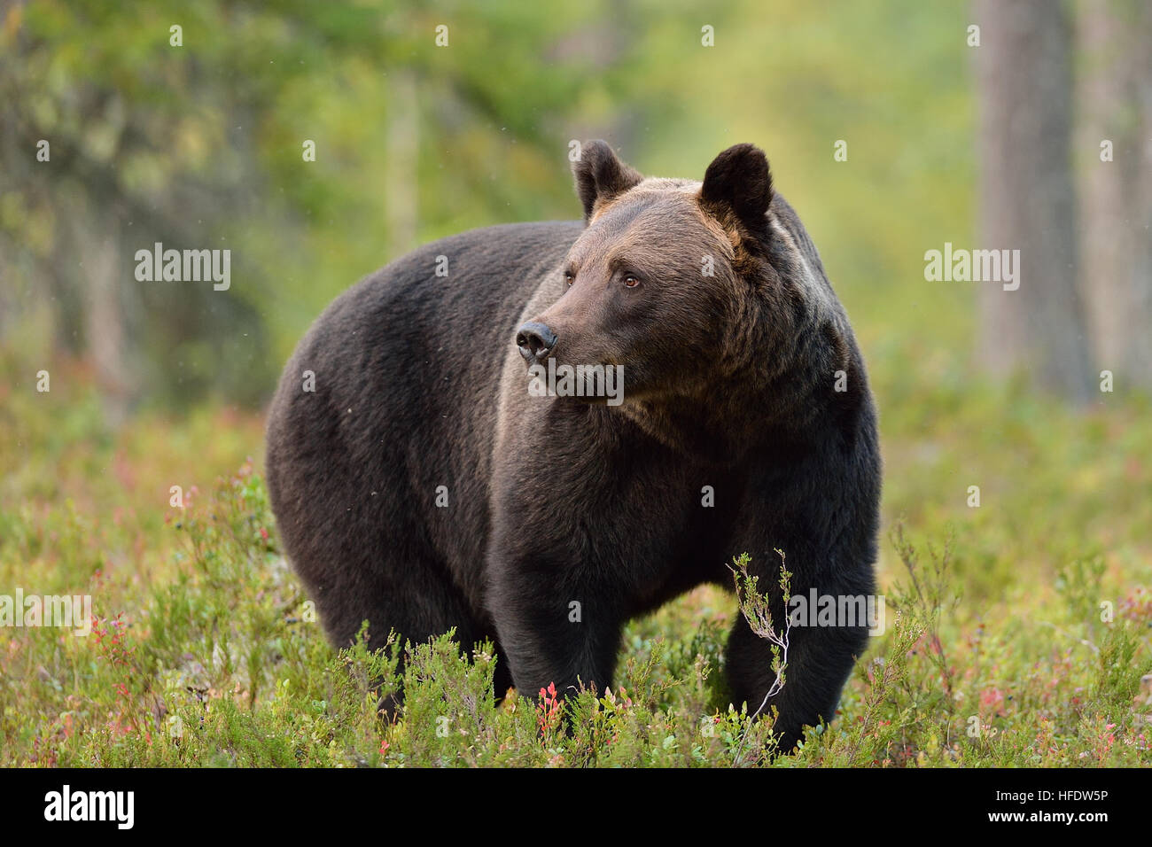 Big male bear in forest Stock Photo - Alamy