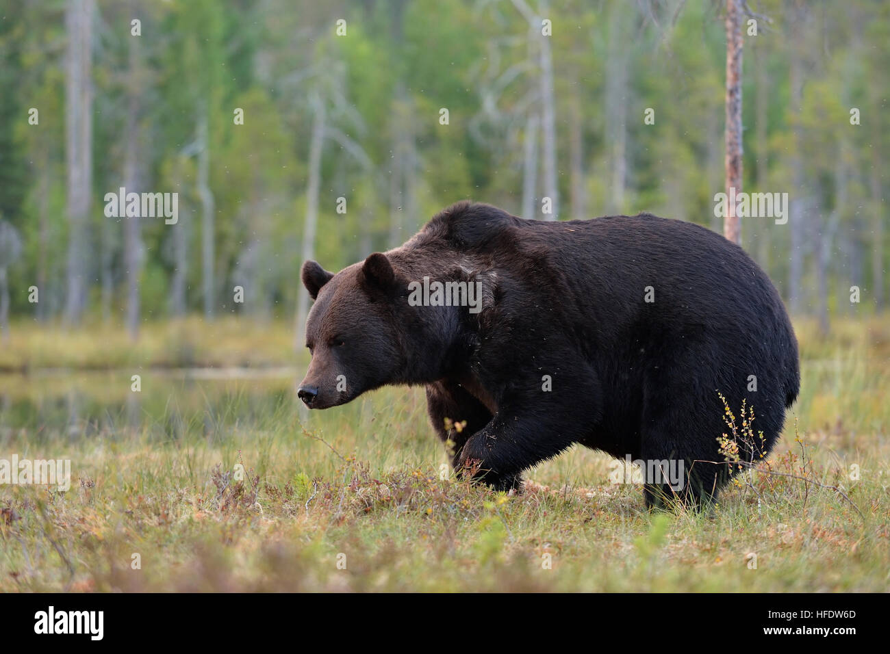 Big bear trees hi-res stock photography and images - Alamy