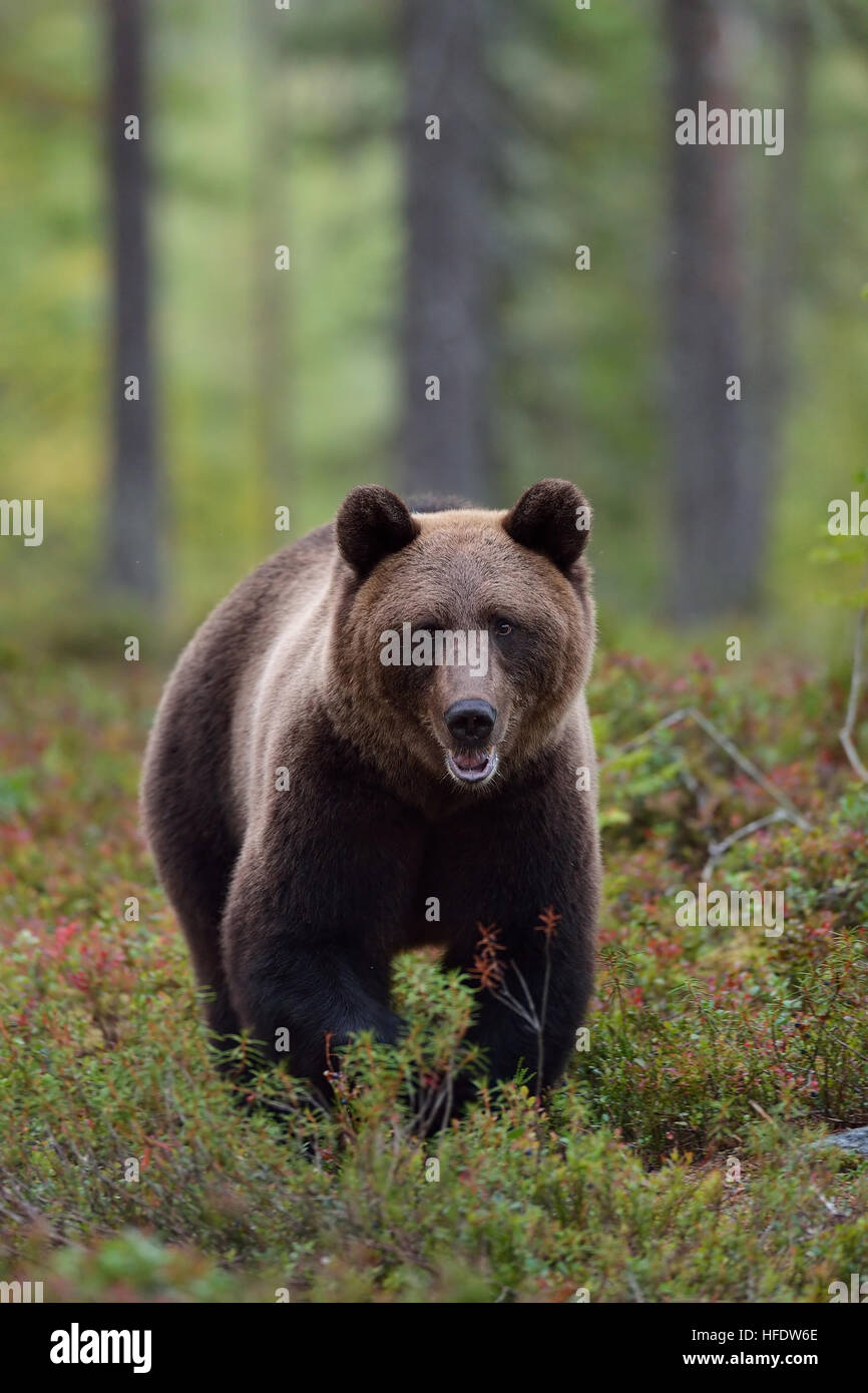 Bear hide hi-res stock photography and images - Alamy