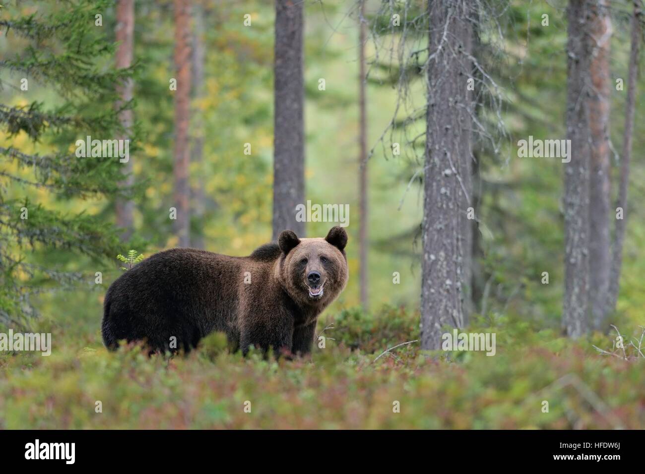 European bear wildlife hi-res stock photography and images - Alamy
