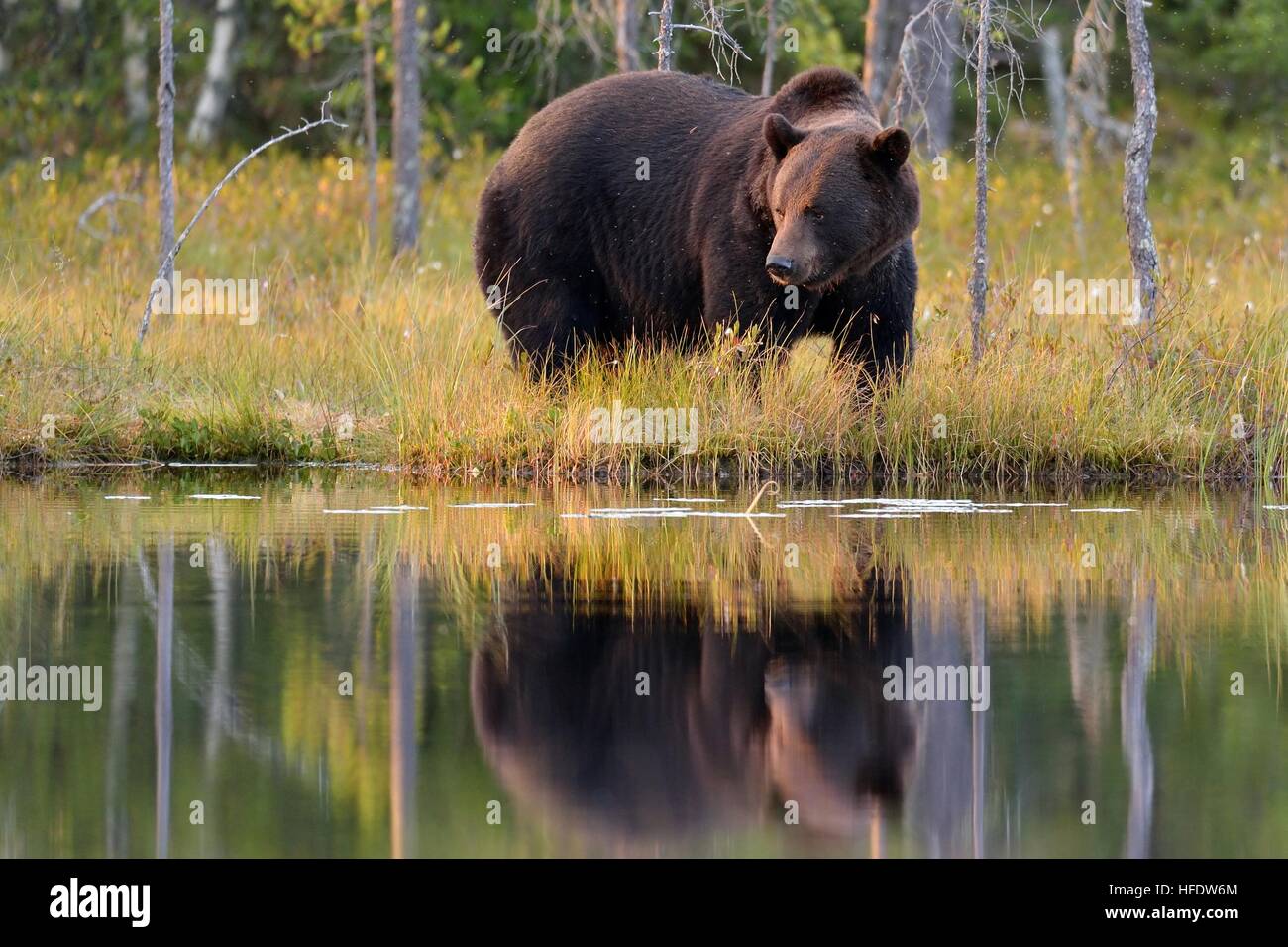 brown bear with reflection Stock Photo - Alamy