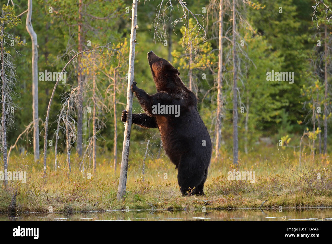 Grizzly bear standing up hi-res stock photography and images - Alamy
