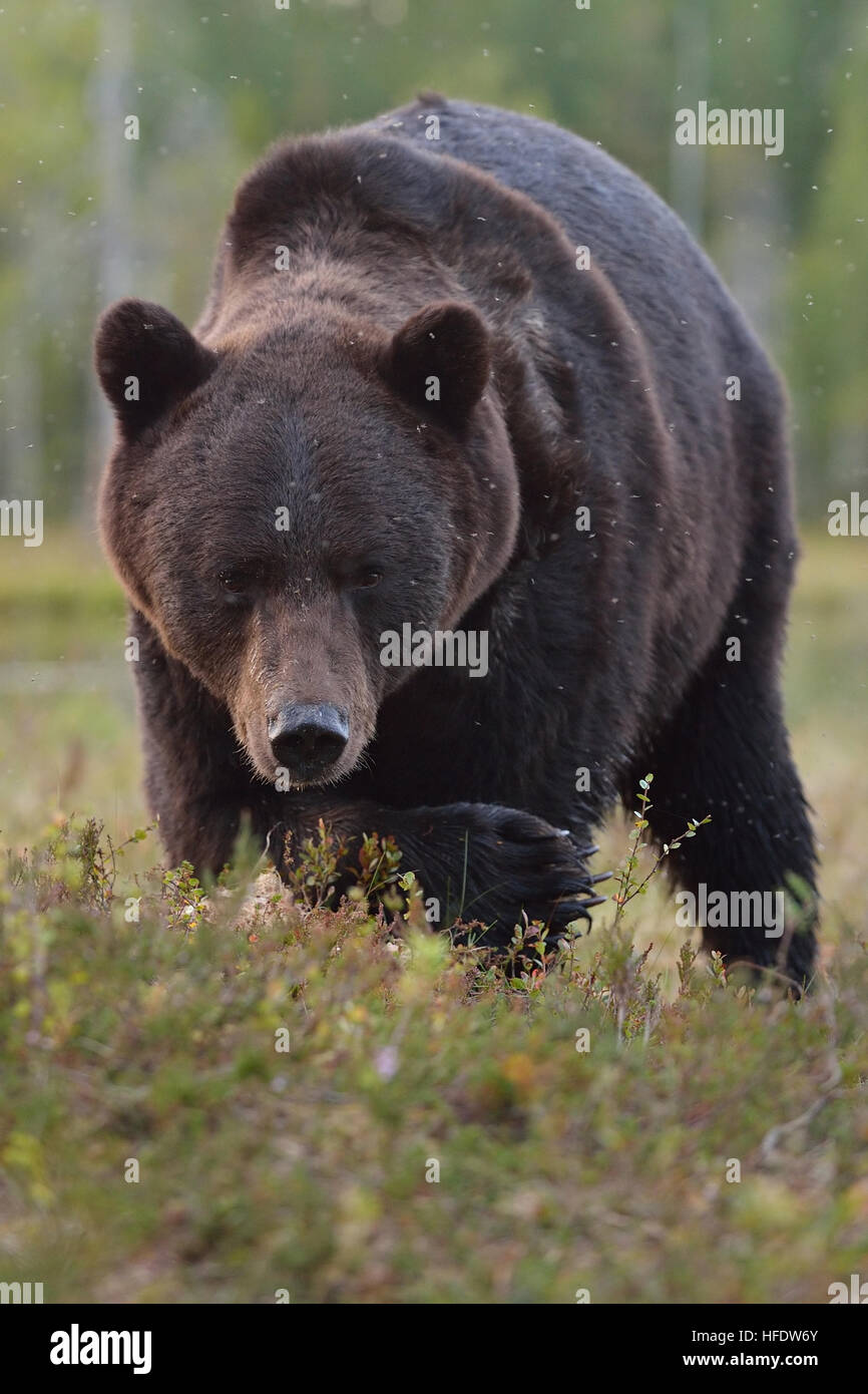 Fauna wild taiga hi-res stock photography and images - Alamy