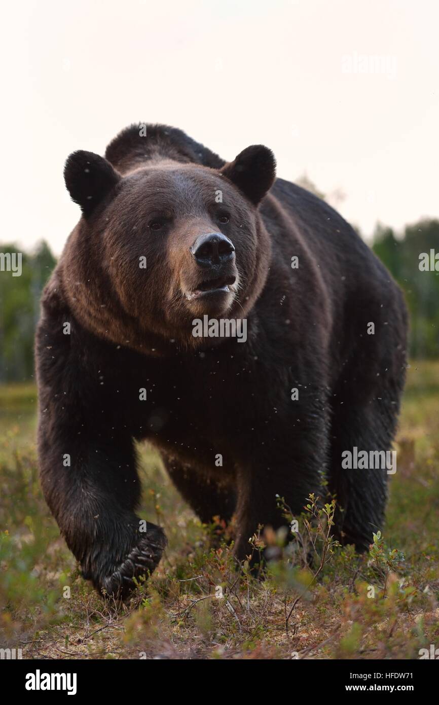 Closeup with habitat hi-res stock photography and images - Alamy