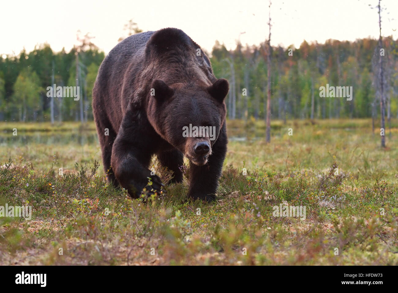 Angry brown bear (Ursus arctos). Aggressive bear. Male bear Stock Photo ...