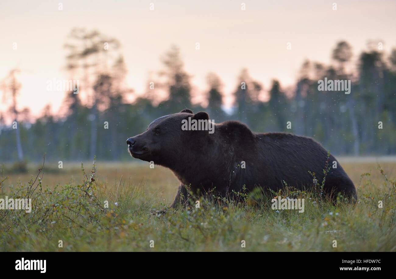Wetland habitat at sunset hi-res stock photography and images - Alamy