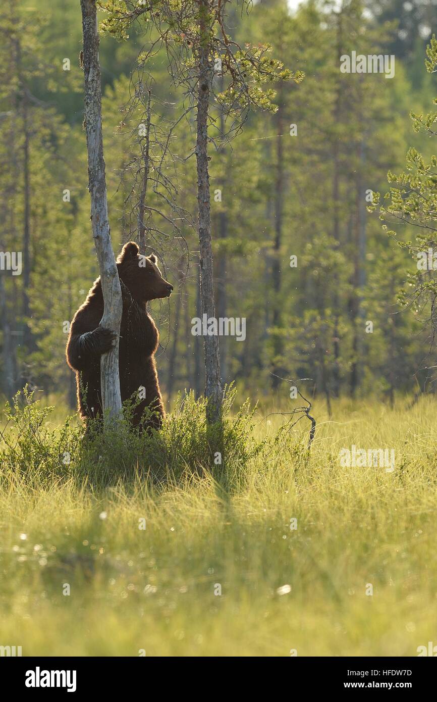 Roar grizzly bear hi-res stock photography and images - Alamy