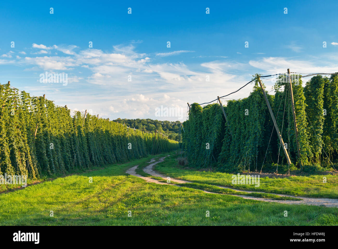 Hop field before the harvest Stock Photo - Alamy