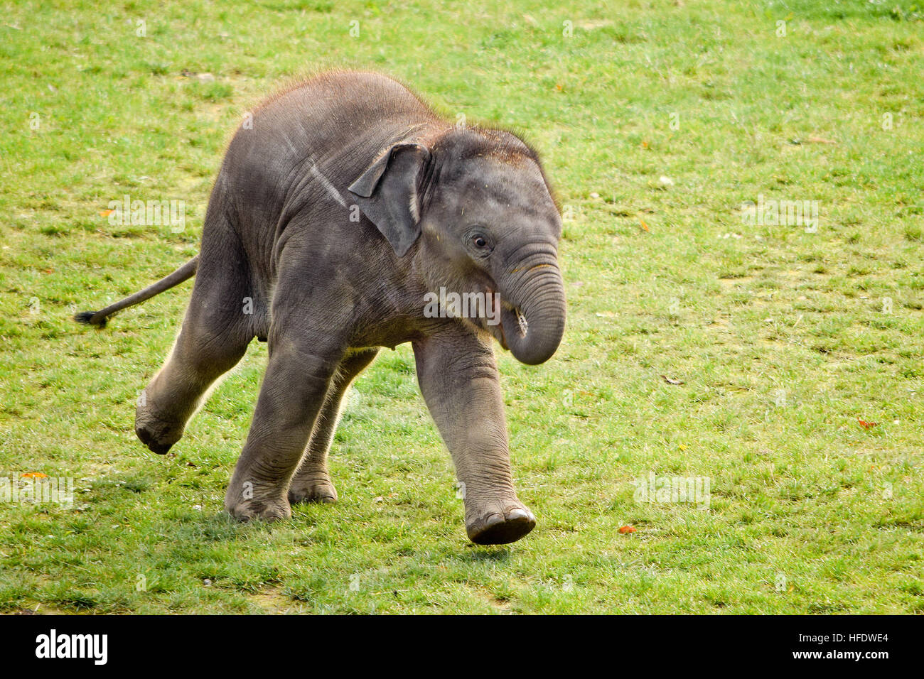 Running elephant calf in the zoo Stock Photo - Alamy
